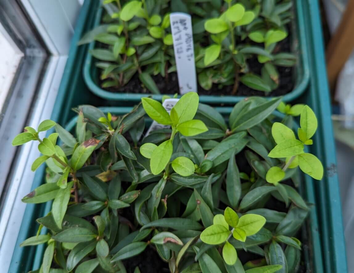 Emmaus Community Tree Nursery - Emmaus Cornwall